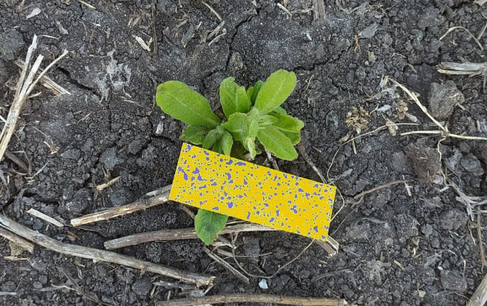 DeepAgro™ | Precision Spraying | AgTech